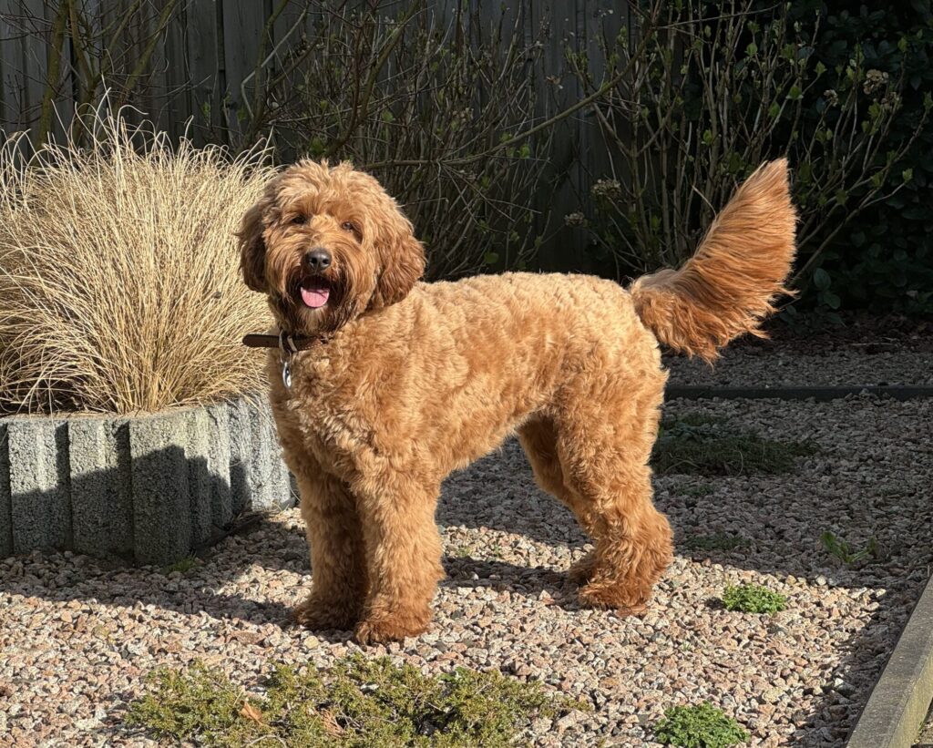 Famke - Australian Labradoodle medium | TypischDoodles