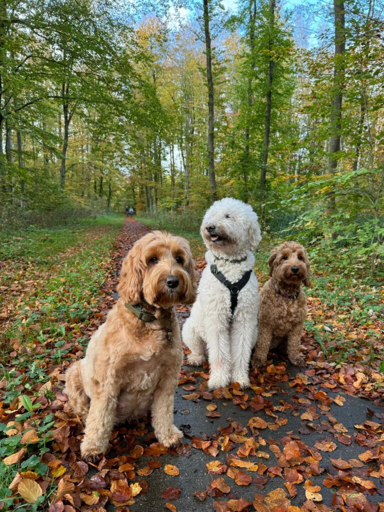 Labradoodle mini, medium en standaard – TypischDoodles